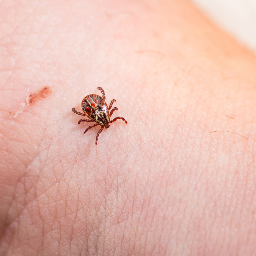 Acariens visibles ou invisibles ? Tout ce qu'il faut savoir