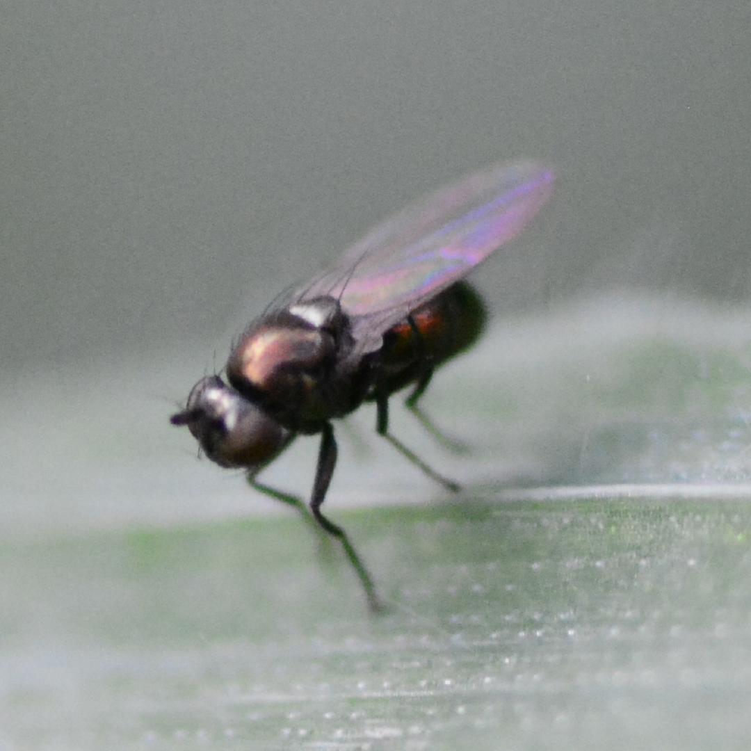 Désinsectisation moucherons en Île-de-France